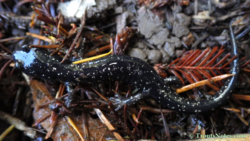 Aneides flavipunctatus flavipunctatus – Trout's Notes