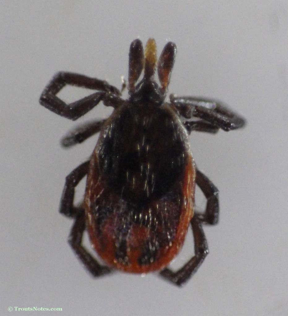 Ixodes pacificus – Trout's Notes