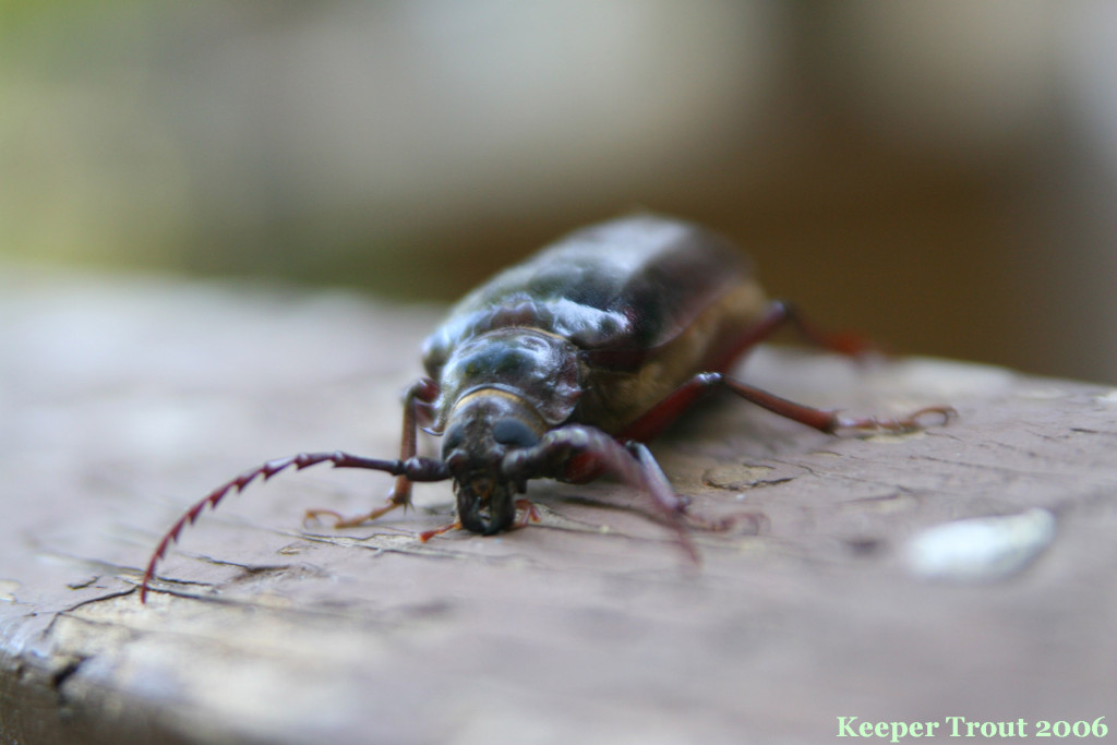 beetles – Trout's Notes