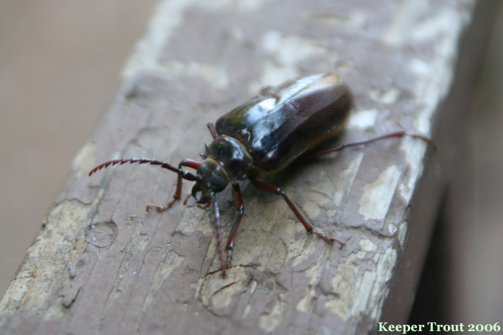 beetles – Trout's Notes