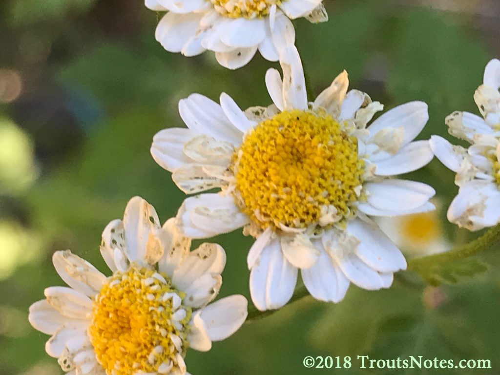 Tanacetum parthenium – Trout's Notes
