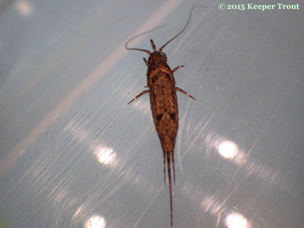 Jumping bristletail – Trout's Notes