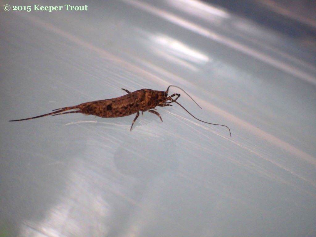 Jumping bristletail – Trout's Notes