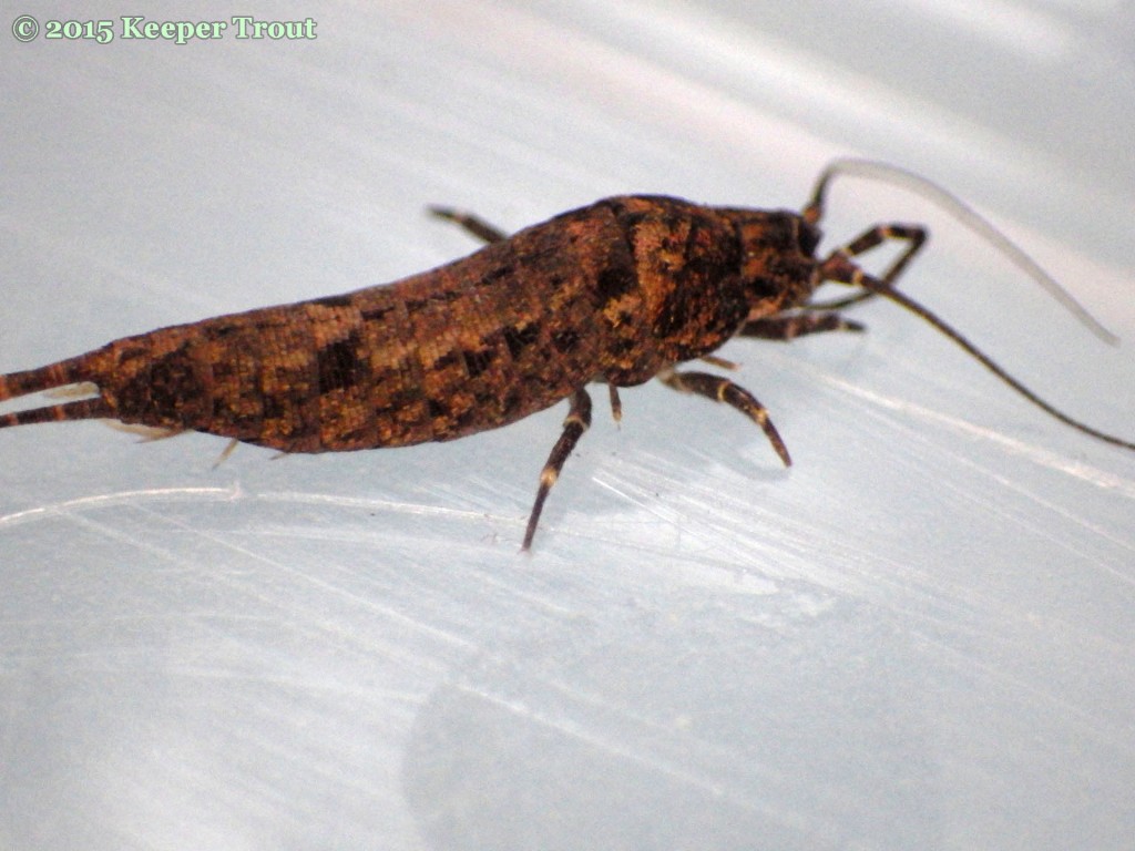Jumping bristletail – Trout's Notes