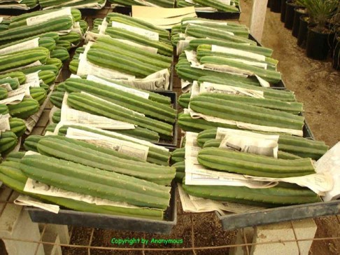 Image – Page 3 – Trout's Notes