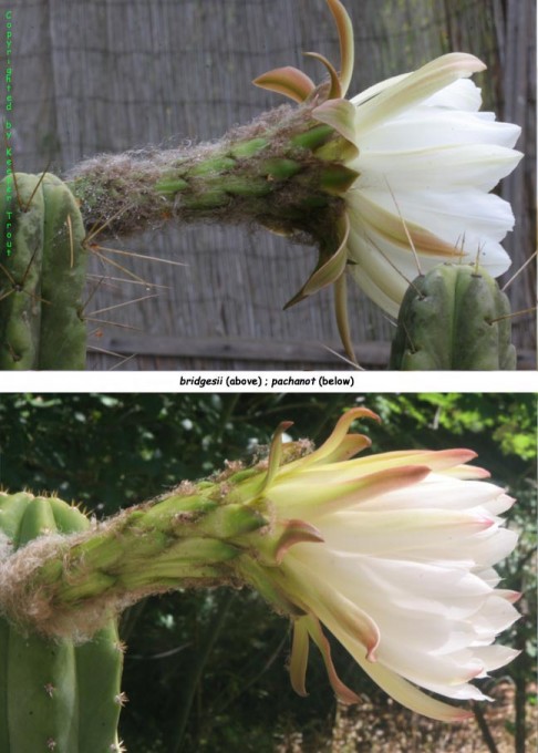 Trichocereus bridgesii & our pachanot – Trout's Notes