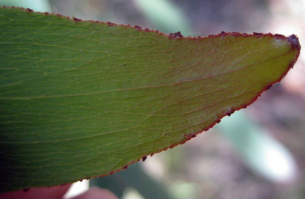 phyllode – Trout's Notes