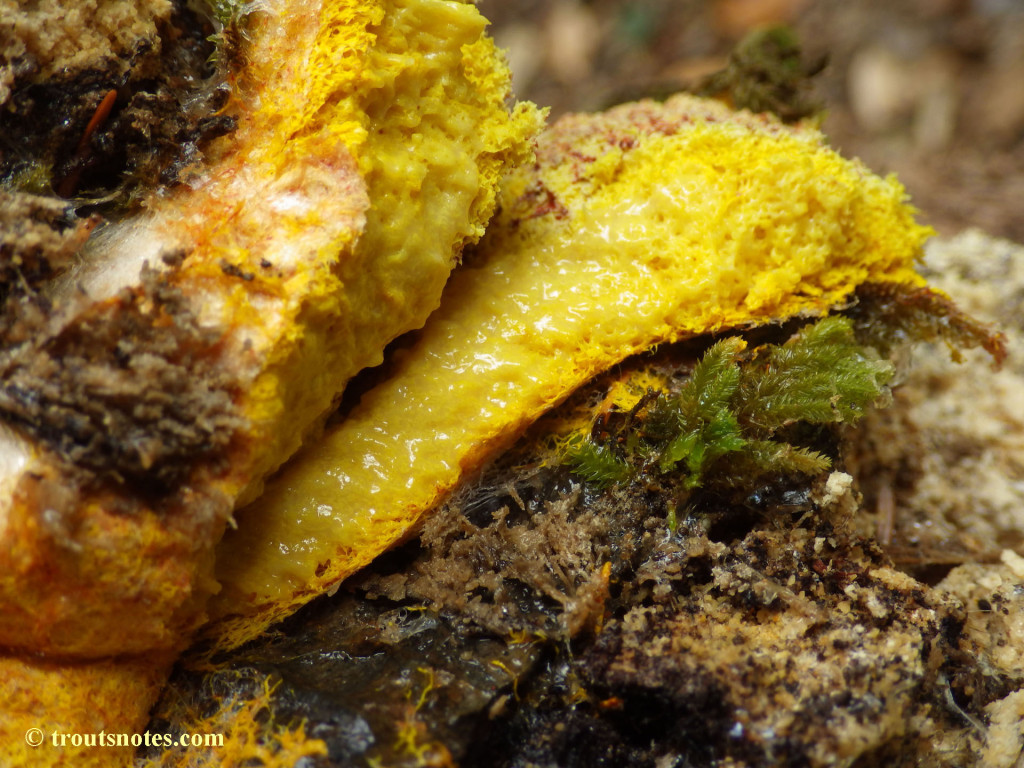 Fuligo septica – Trout's Notes