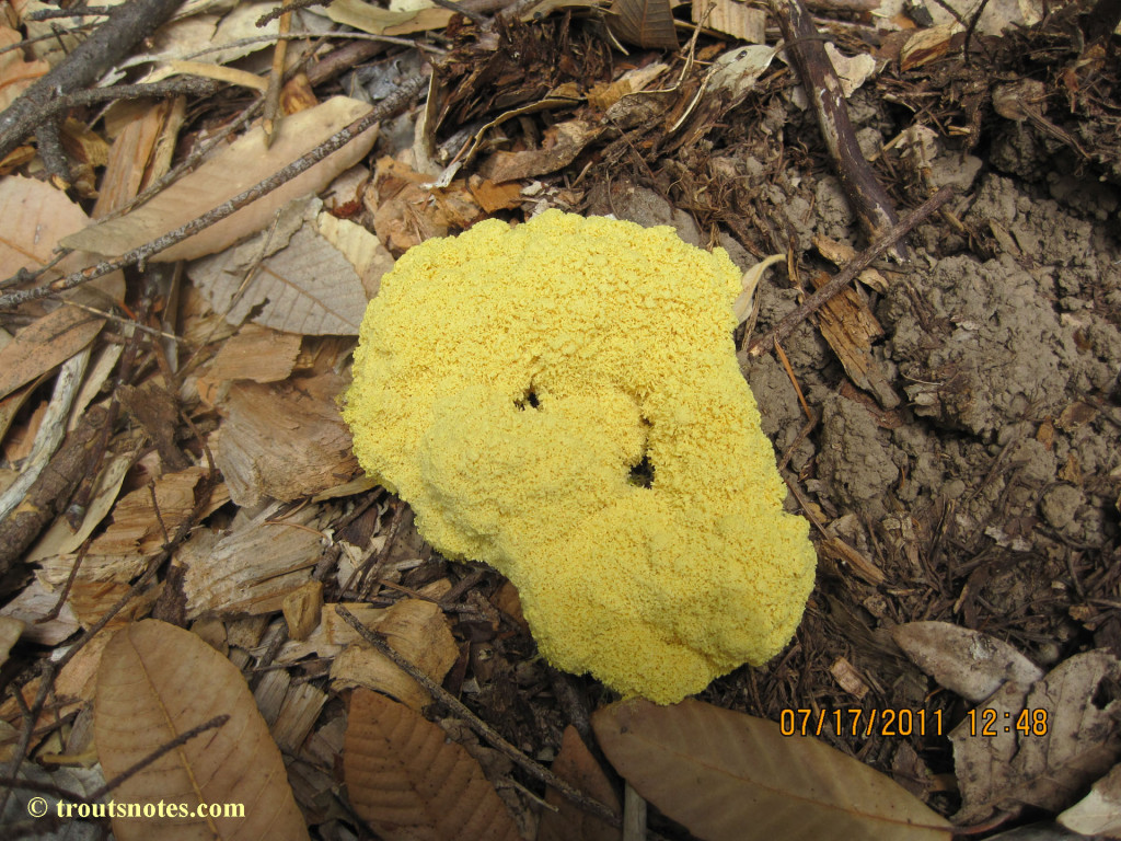 Fuligo septica – Trout's Notes