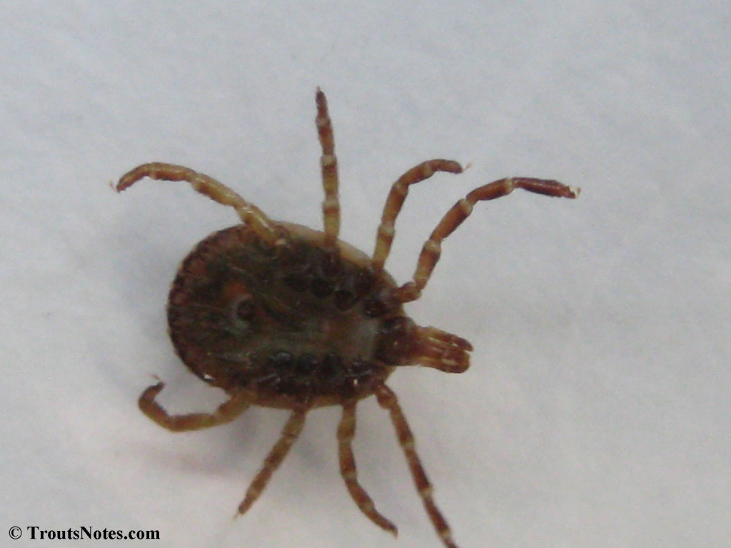 Amblyomma cajennense – Trout's Notes