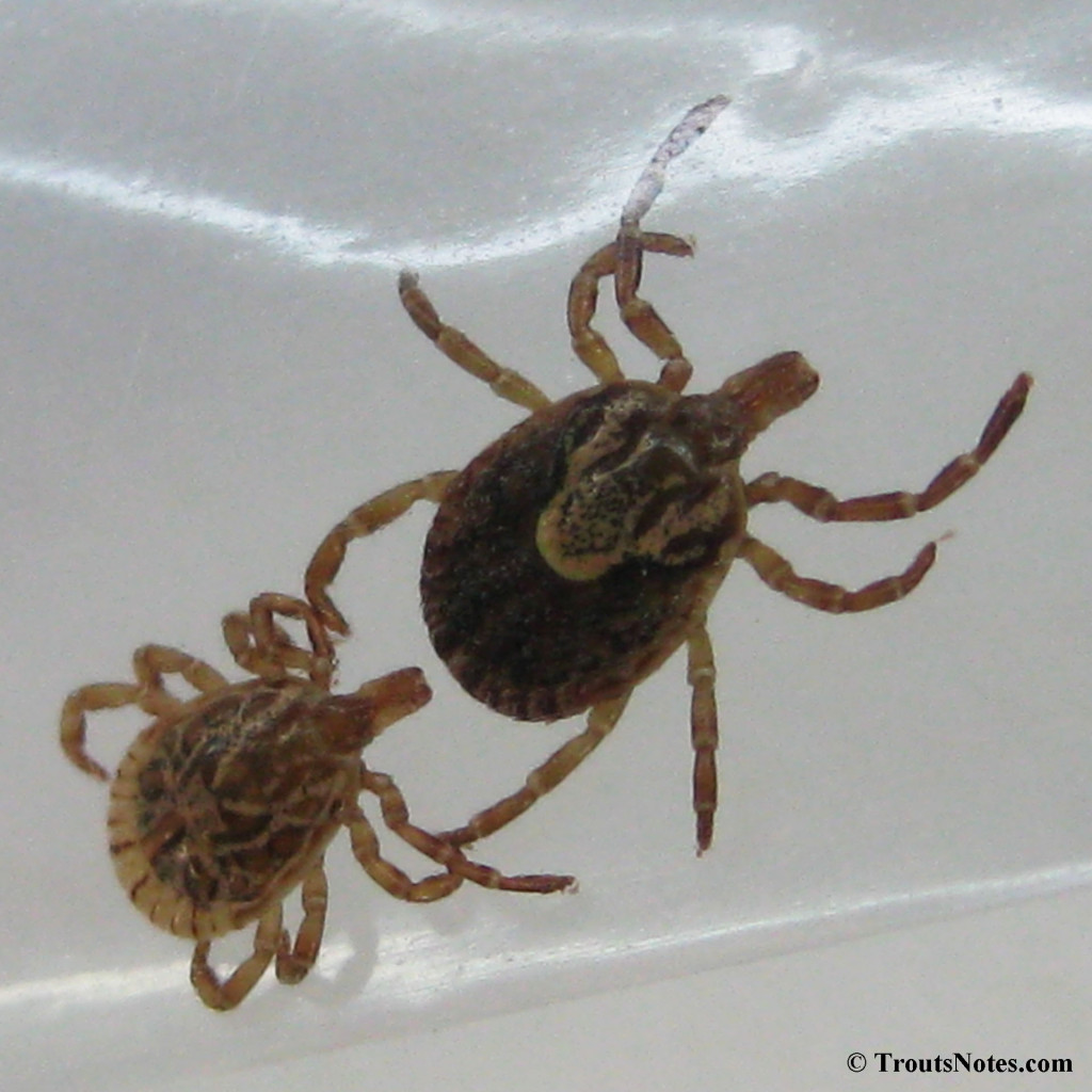 Amblyomma_cajennense_IMG_0710 – Trout's Notes