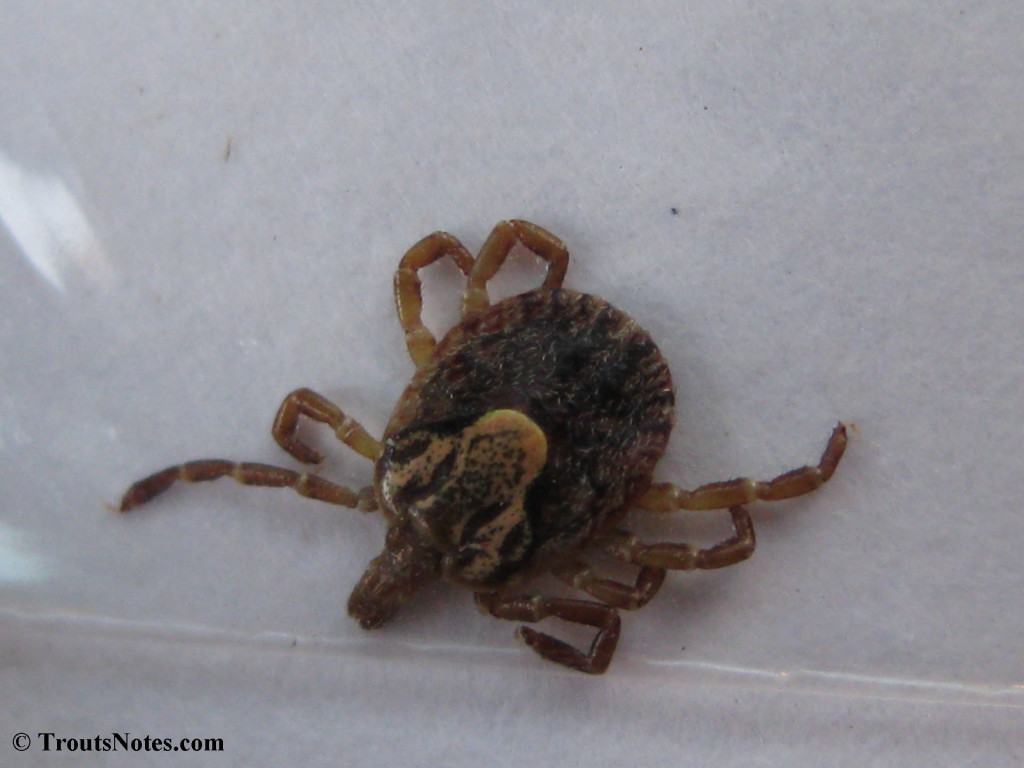 Amblyomma cajennense – Trout's Notes