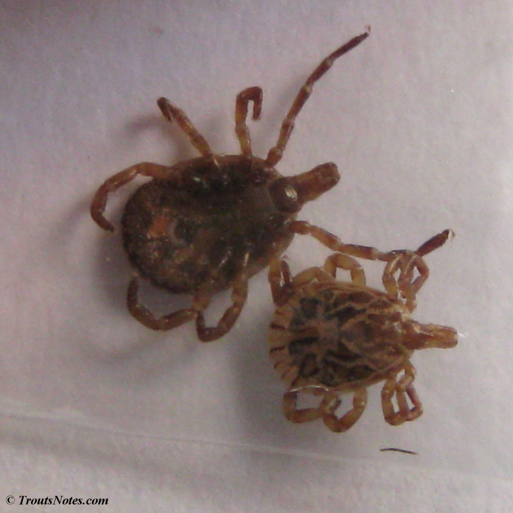 Amblyomma cajennense – Trout's Notes