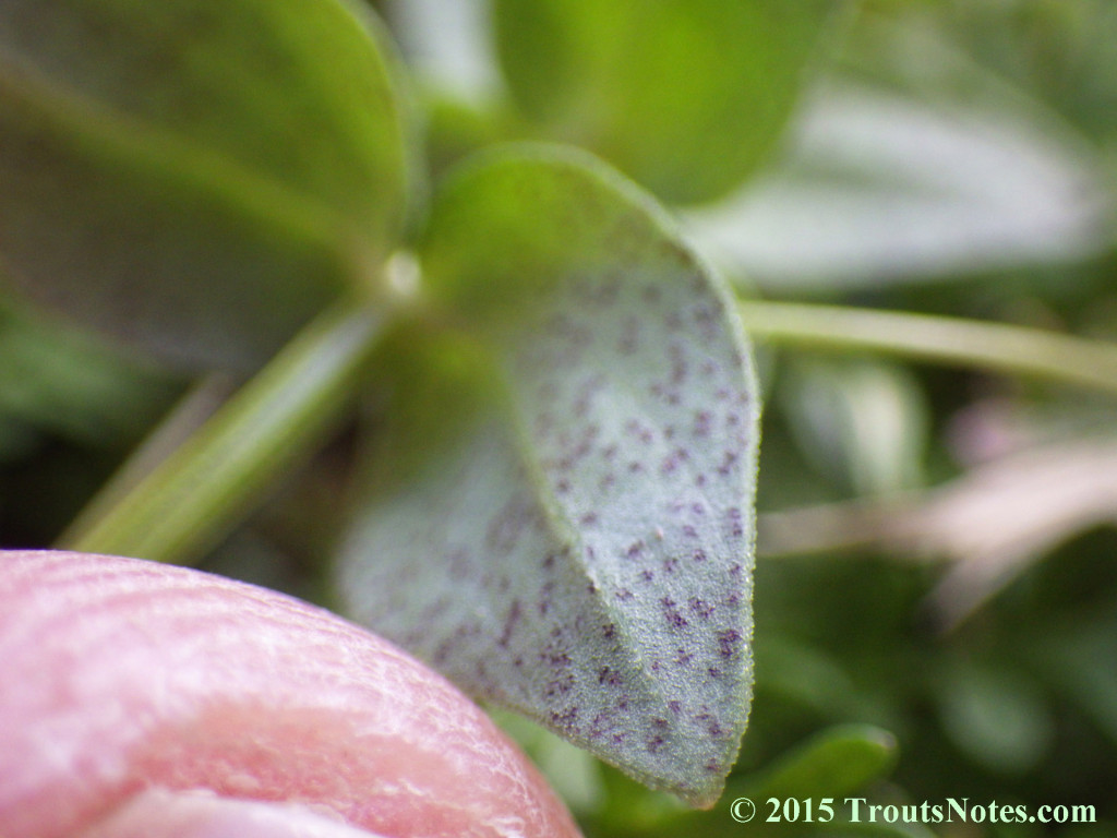 Anagallis arvensis – Trout's Notes