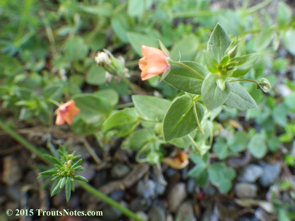 Anagallis arvensis – Trout's Notes