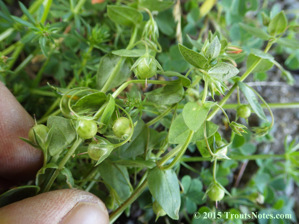 Anagallis arvensis – Trout's Notes