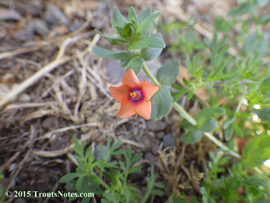 Anagallis arvensis – Trout's Notes