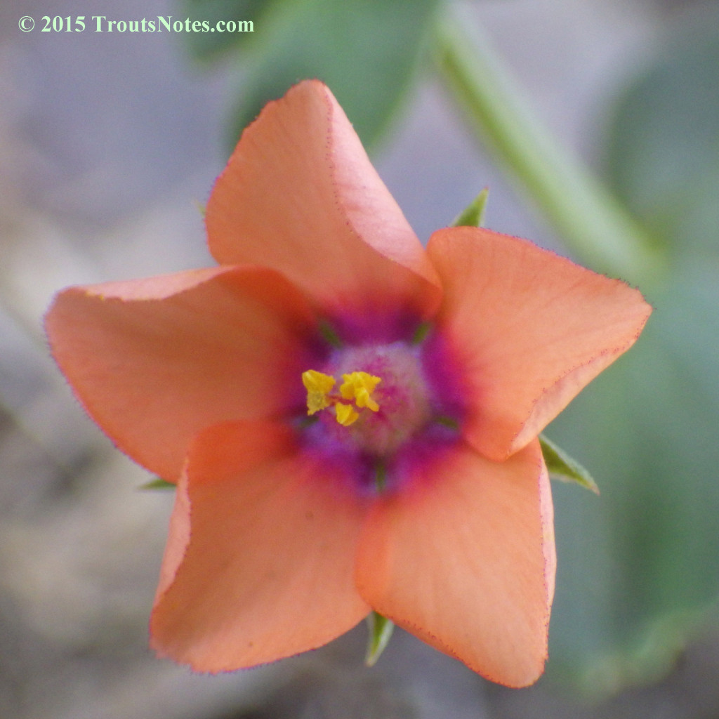 Anagallis arvensis – Trout's Notes