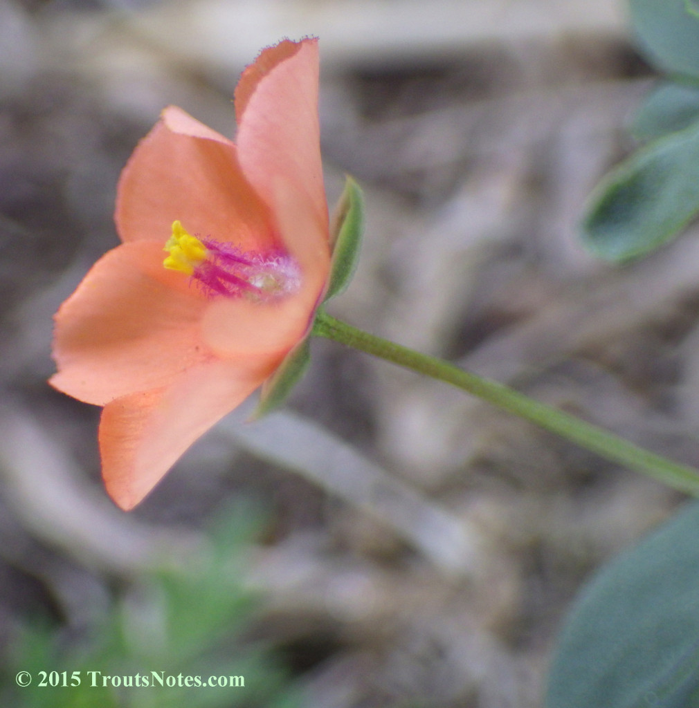 Anagallis arvensis – Trout's Notes