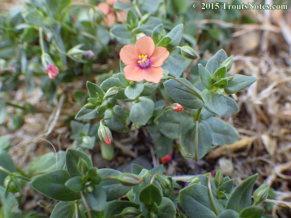 Anagallis arvensis – Trout's Notes