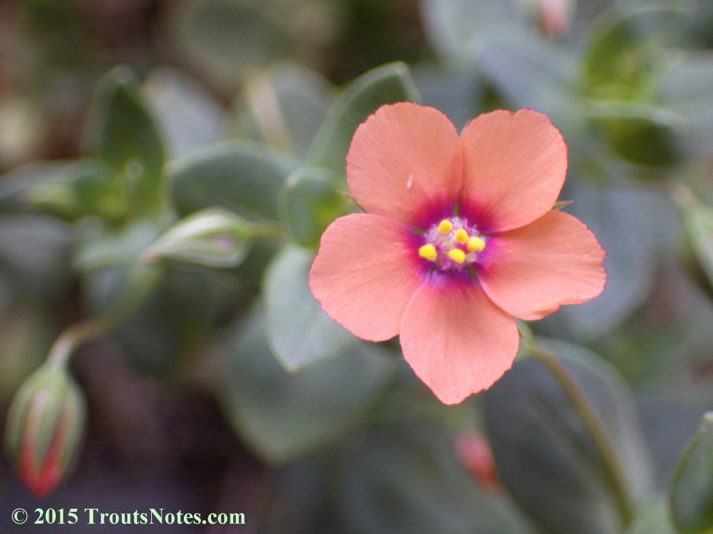 Anagallis arvensis – Trout's Notes
