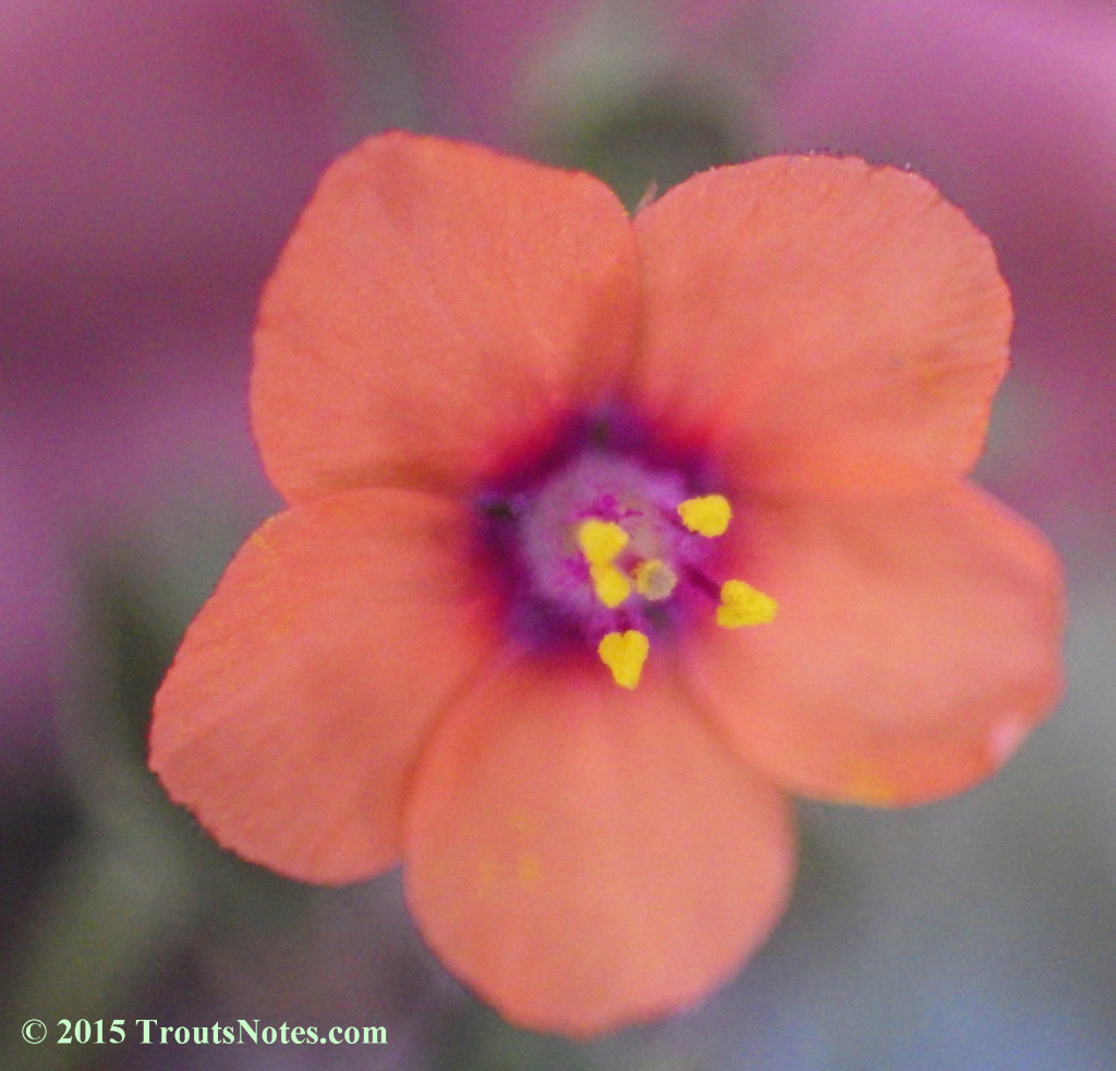 Anagallis arvensis – Trout's Notes