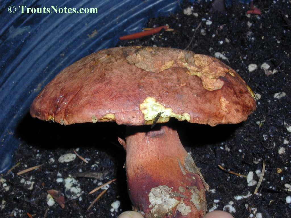 a red bolete – Trout's Notes