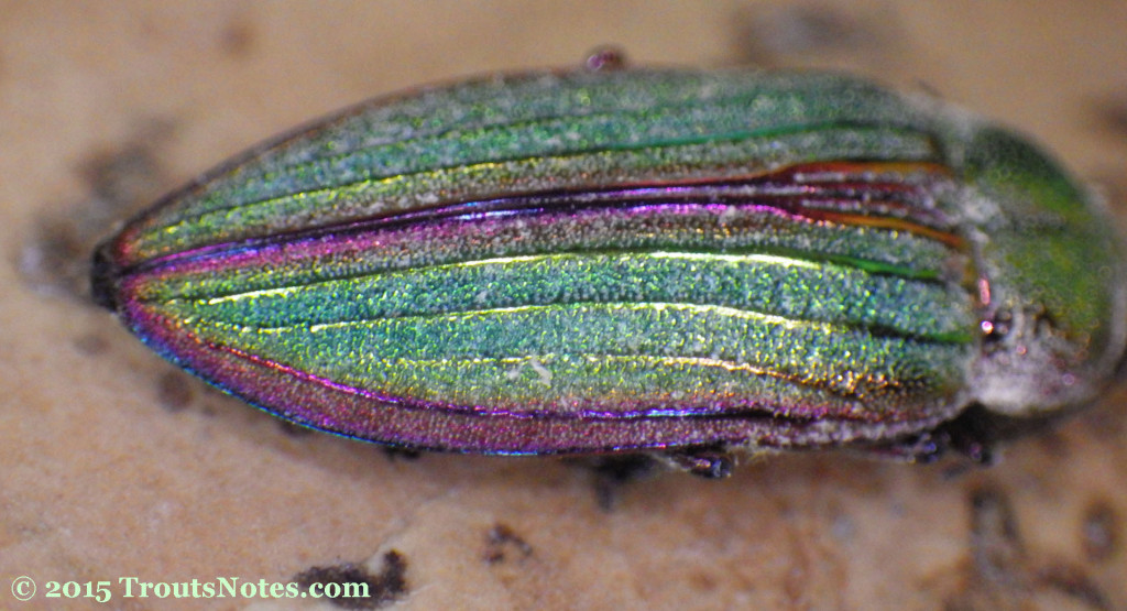 Buprestis-aurulenta_IMGP4268 – Trout's Notes