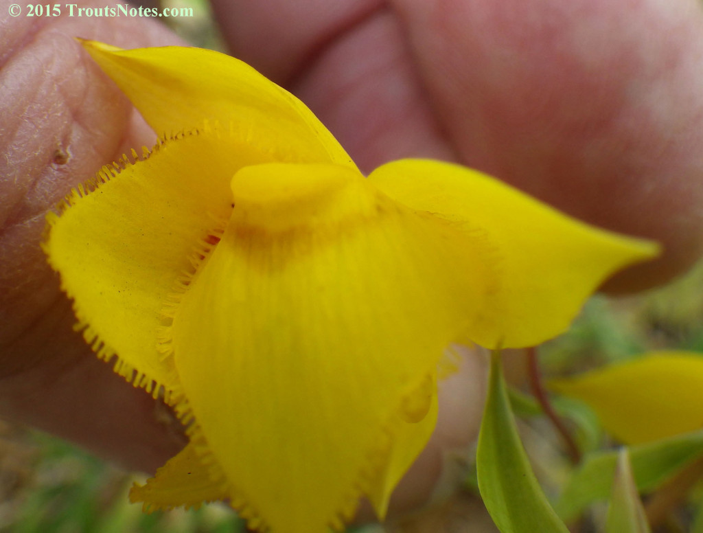 Calochortus – Trout's Notes