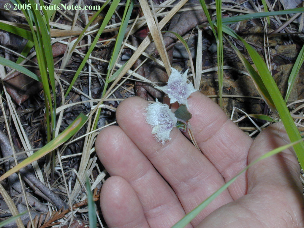 Calochortus – Trout's Notes