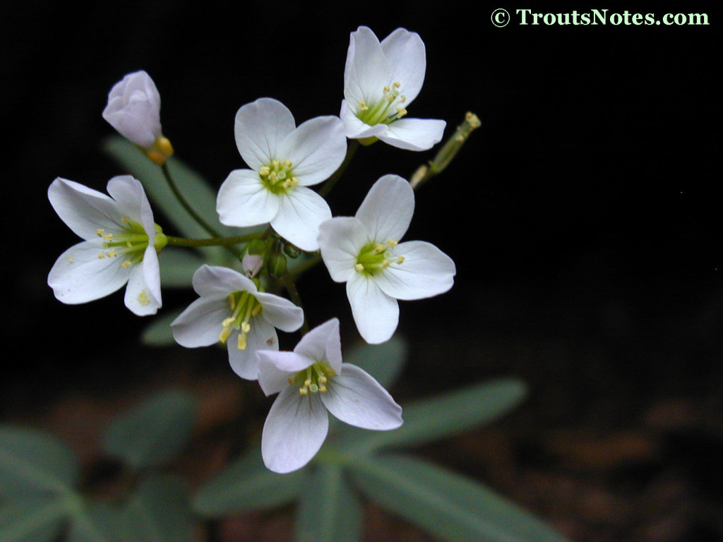 Brassicaceae – Trout's Notes