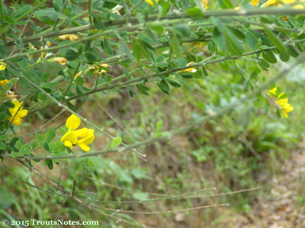 Genista monspessulana – Trout's Notes