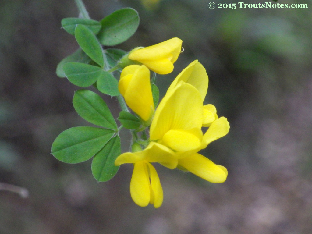 Genista monspessulana – Trout's Notes