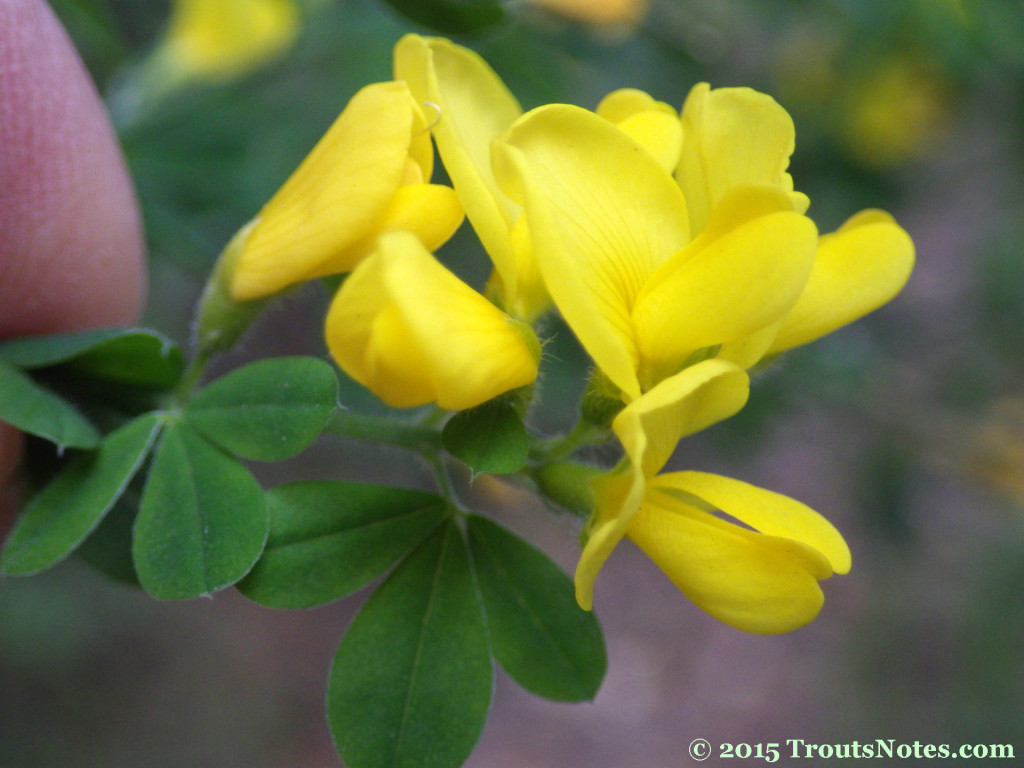 Plants – Trout's Notes