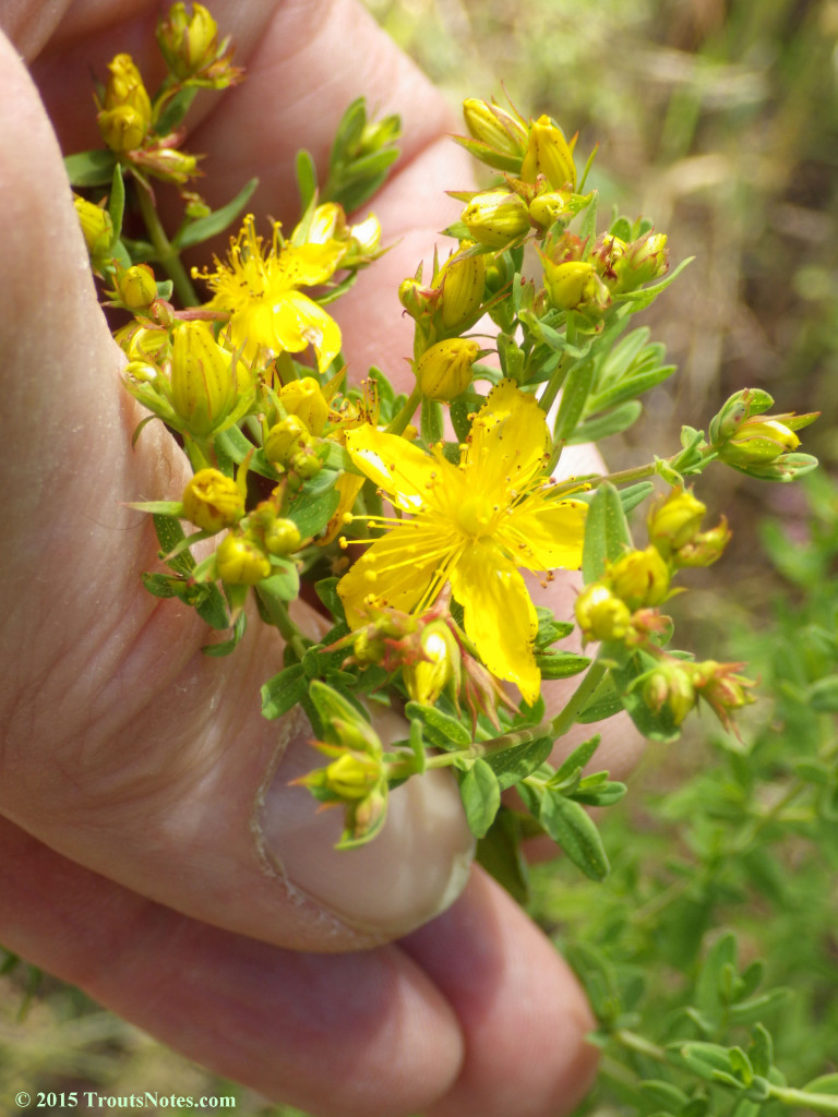 Hypericum perforatum – Trout's Notes