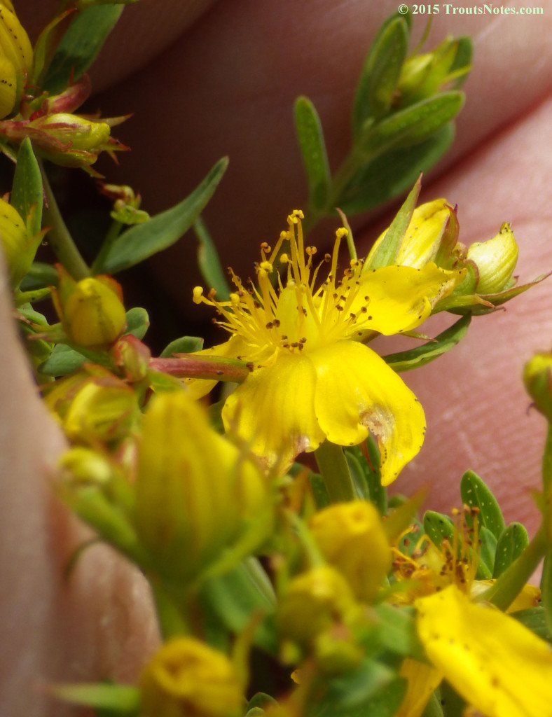 Hypericum perforatum – Trout's Notes