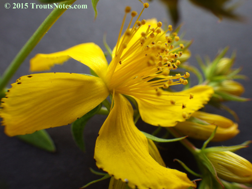 Hypericum perforatum – Trout's Notes