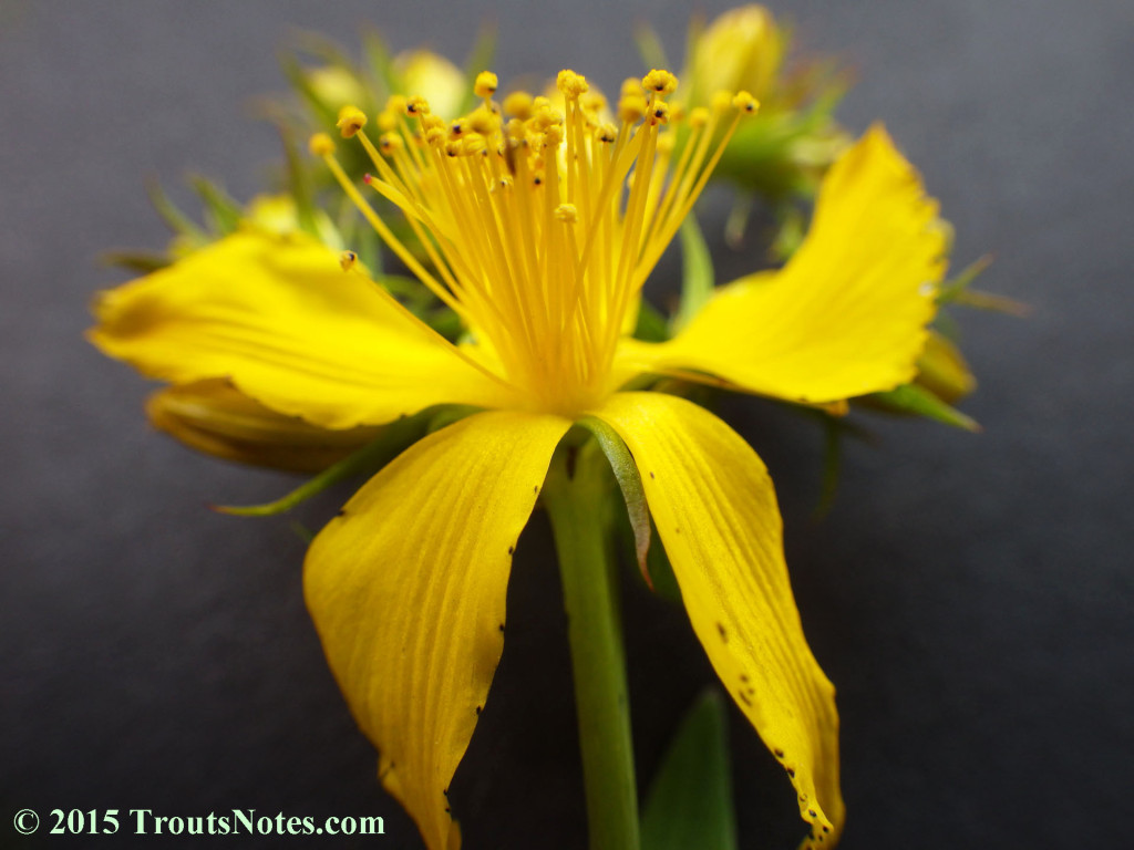 Hypericum perforatum – Trout's Notes