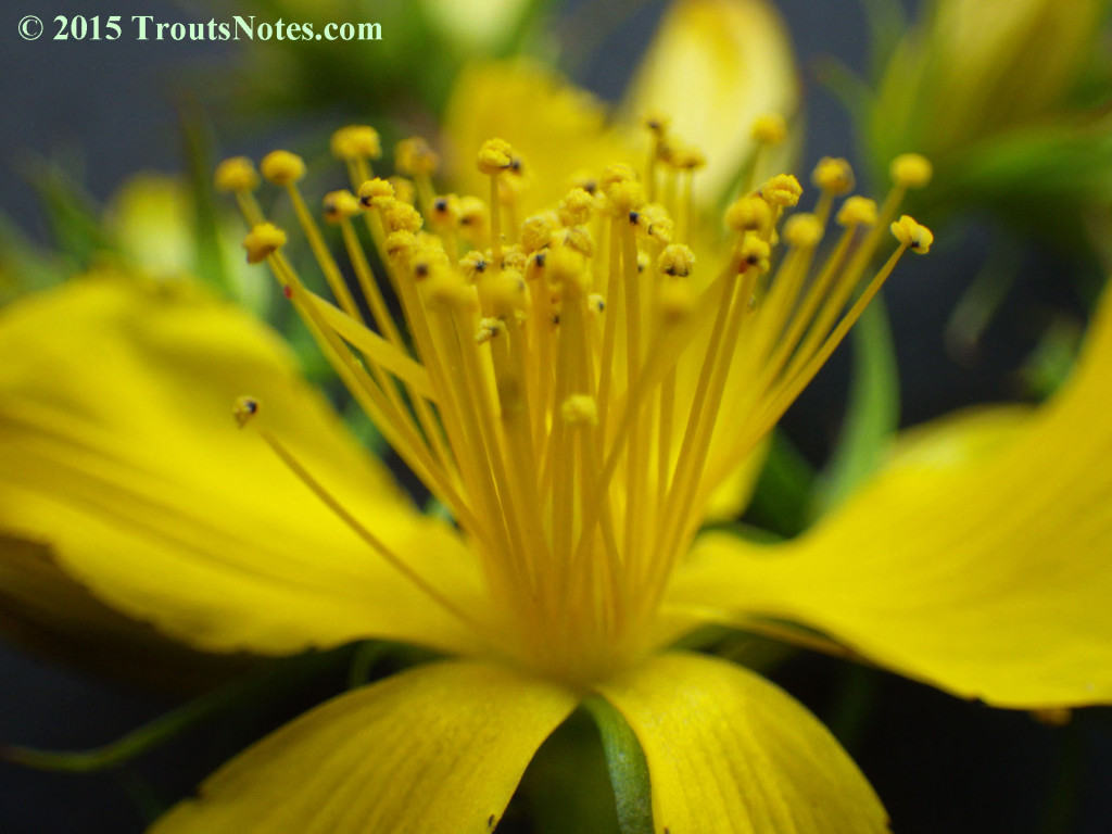 Hypericum perforatum – Trout's Notes