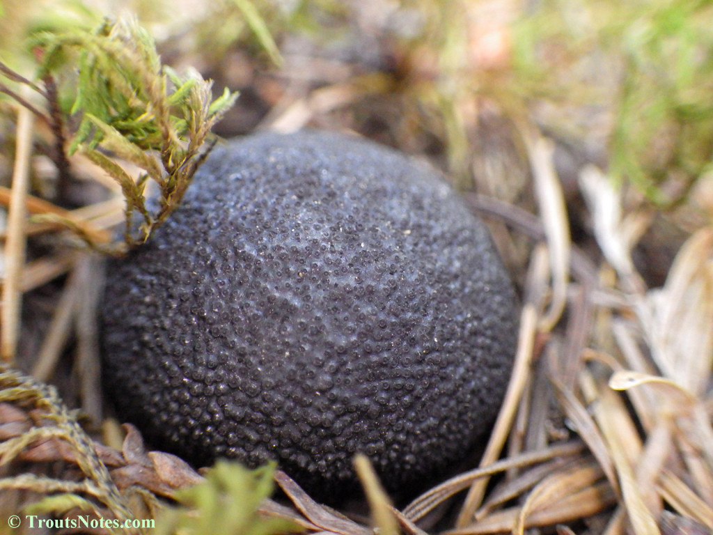 Daldinia concentrica – Trout's Notes