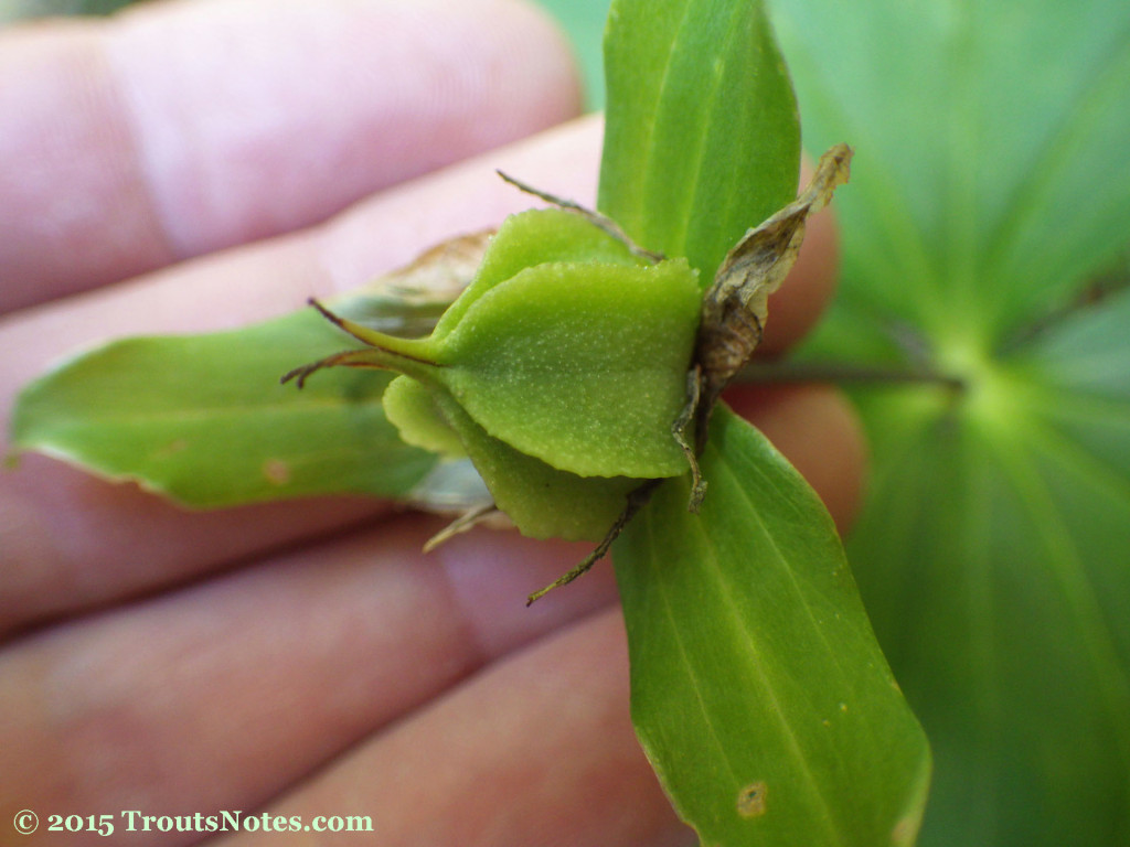 Trillium – Trout's Notes