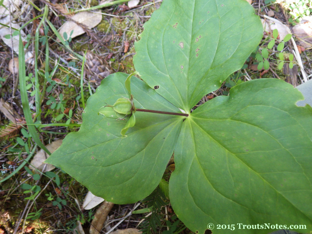 Trillium – Trout's Notes