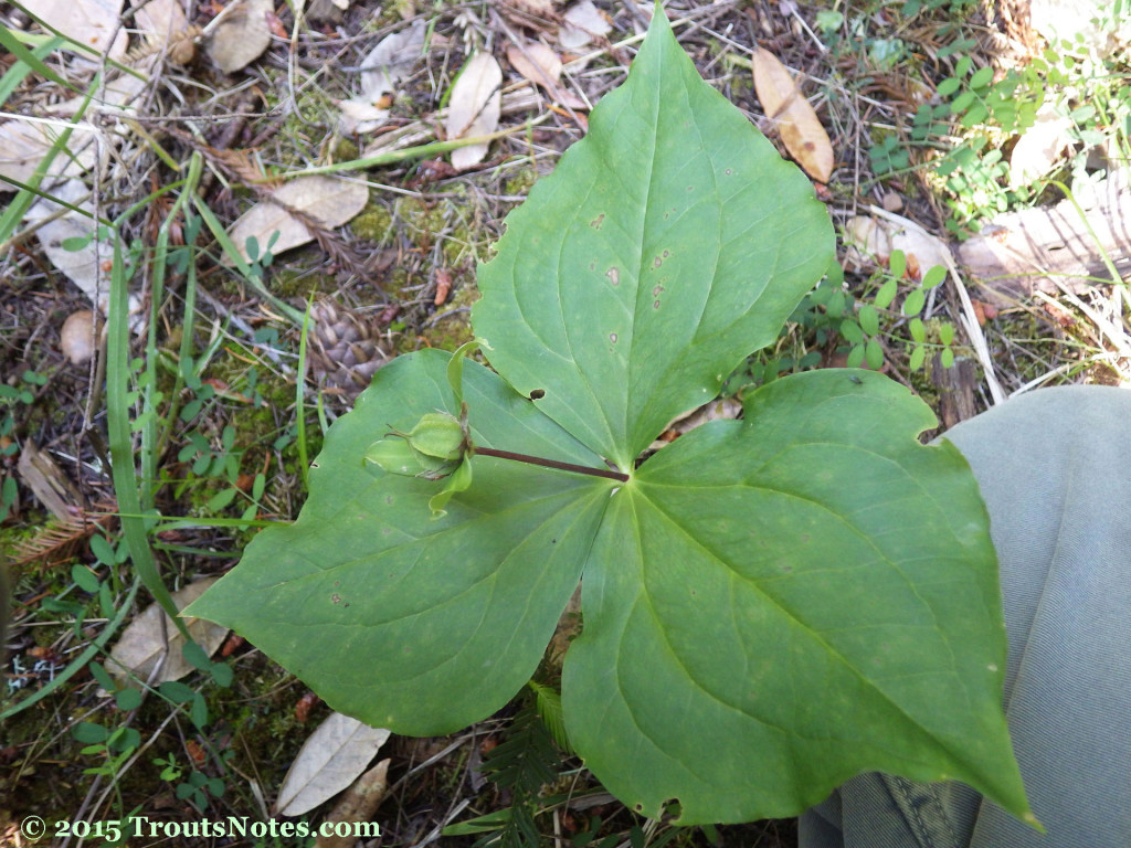 Trillium – Trout's Notes
