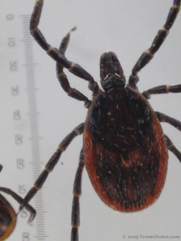 Ixodes pacificus – Trout's Notes