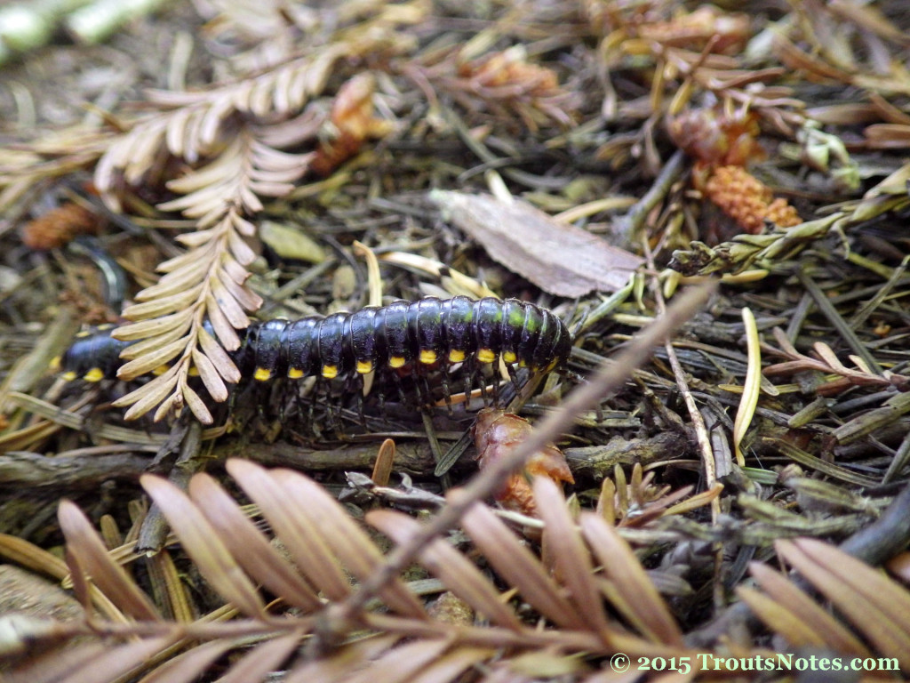 Animals – Trout's Notes