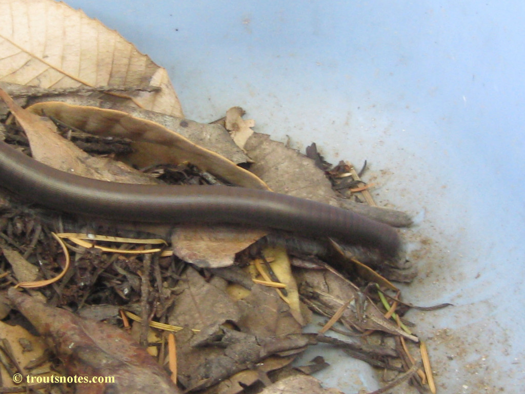 Paeromopus angusticeps buttensis – Trout's Notes