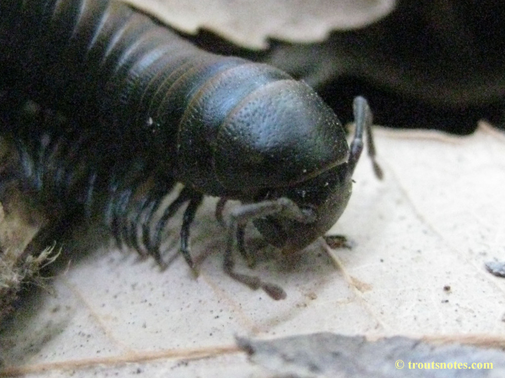 Paeromopus angusticeps buttensis – Trout's Notes