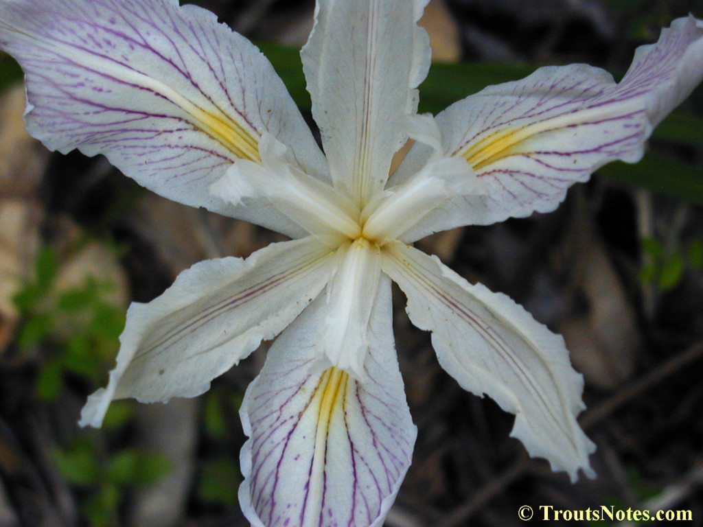 Plants – Trout's Notes