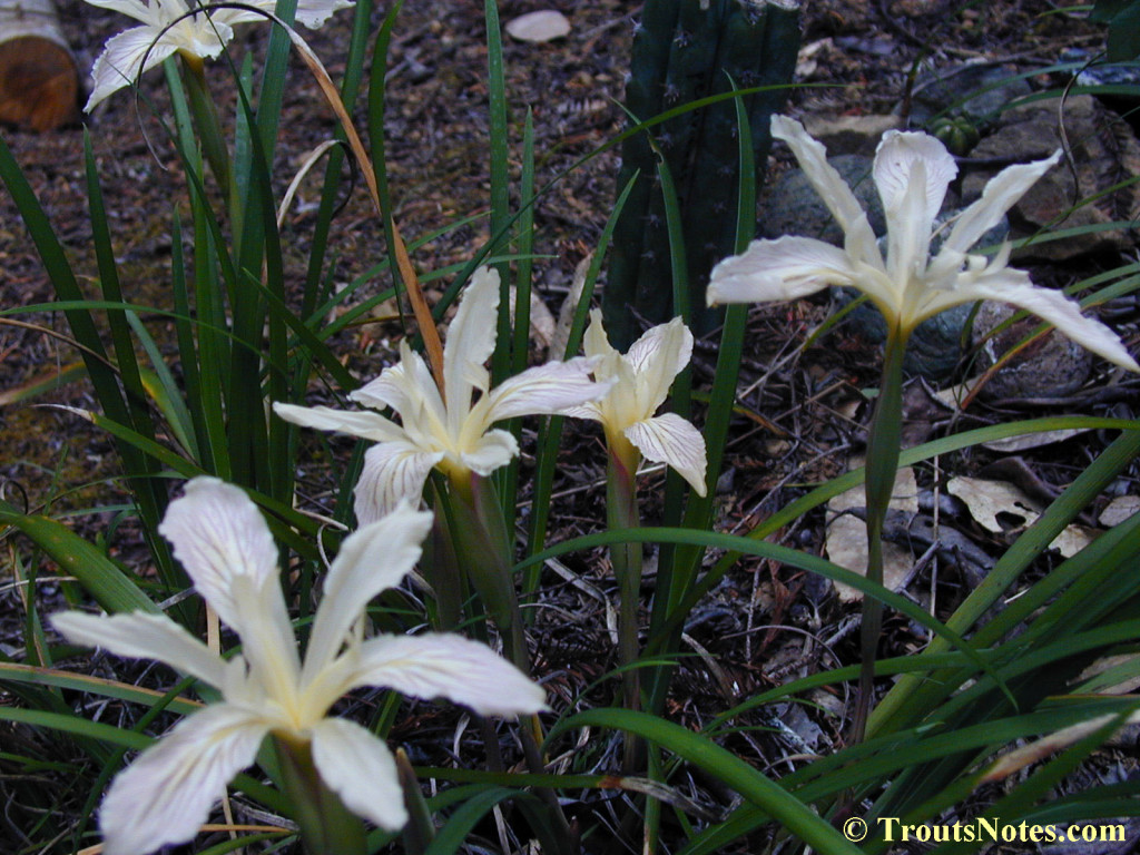 Plants – Trout's Notes