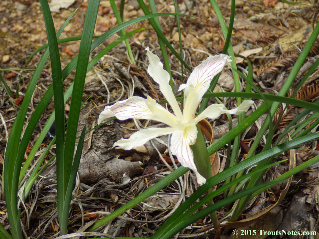 Iris purdyi – Trout's Notes